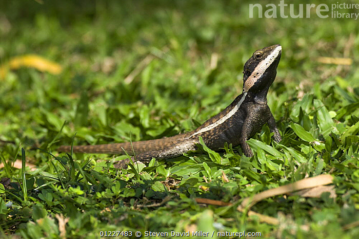 Stock photo of Gilbert's dragon / Ta-ta lizard {Lophognathus ...