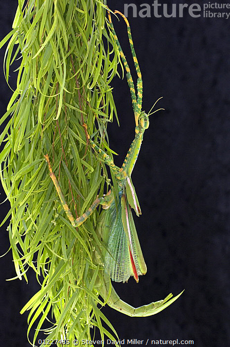 Stock photo of Goliath stick insect {Eurycnema goliath} female clinging ...