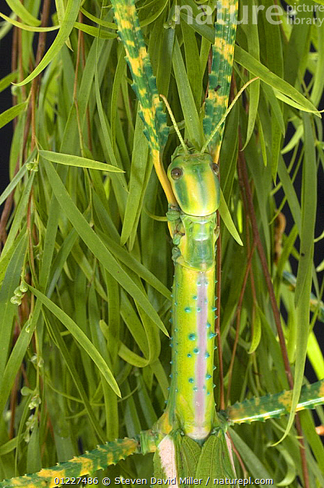 Stock photo of Goliath stick insect {Eurycnema goliath} female clinging ...