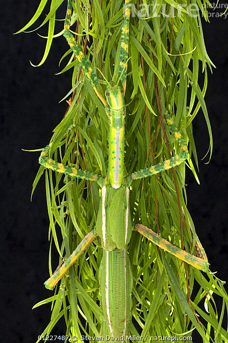 Stock photo of Goliath stick insect {Eurycnema goliath} female clinging ...