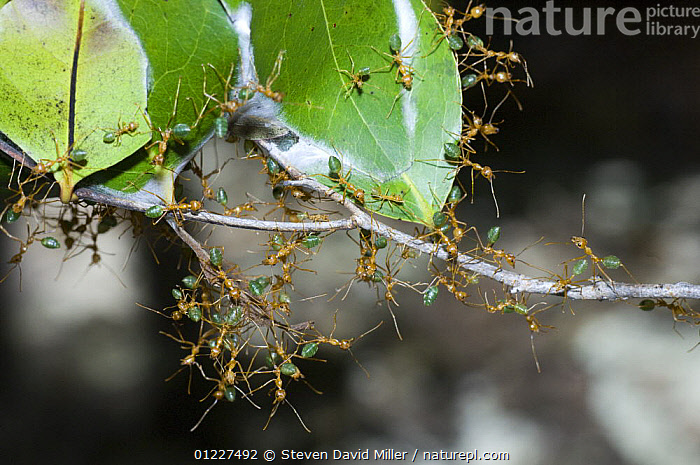 Stock photo of Green tree ant {Oecophylla smaragdina} ants interacting ...