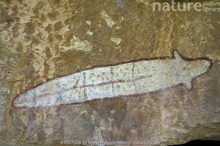 Stock photo of Quinkan-style Aboriginal rock art at the Wallaroo ...