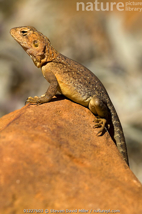 Stock photo of Ring-tailed dragon {Ctenophorus caudicinctus slateri ...