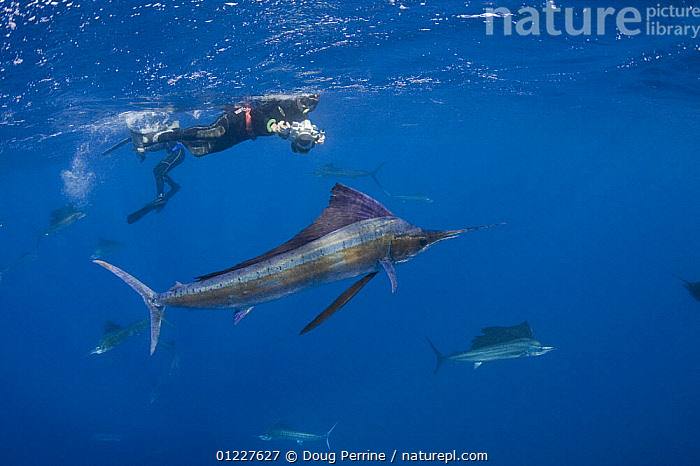 Stock photo of Mark Strickland photographs Atlantic sailfish ...