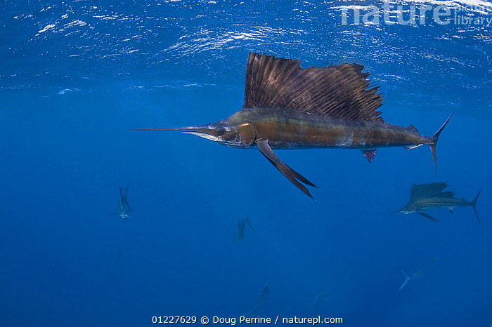 Stock photo of Released Atlantic sailfish {Istiophorus albicans}showing ...