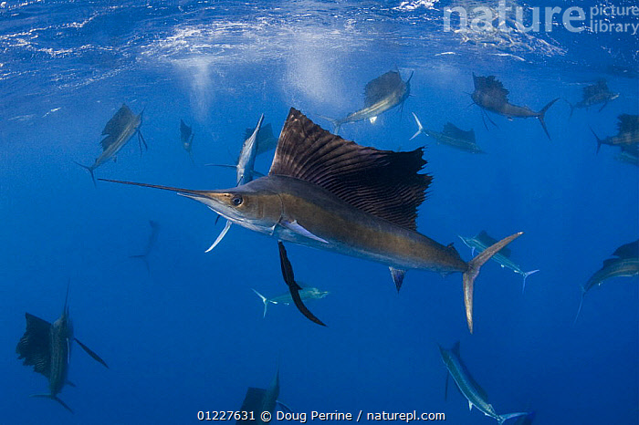 Stock photo of Large group (at least 18) of Atlantic sailfish ...