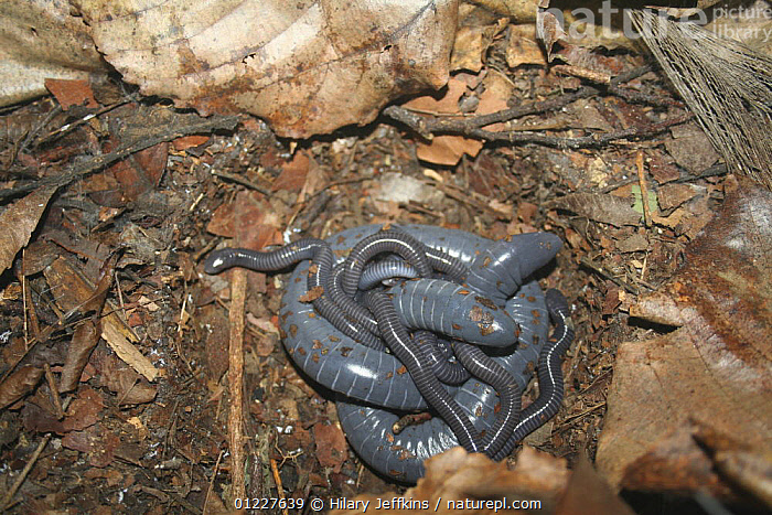 Stock photo of Caeacilian {Siphonops annulatus} female with young, the ...