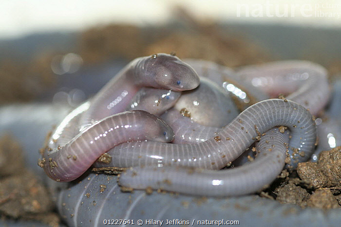 Stock photo of Caeacilian {Siphonops annulatus} female with young, the ...