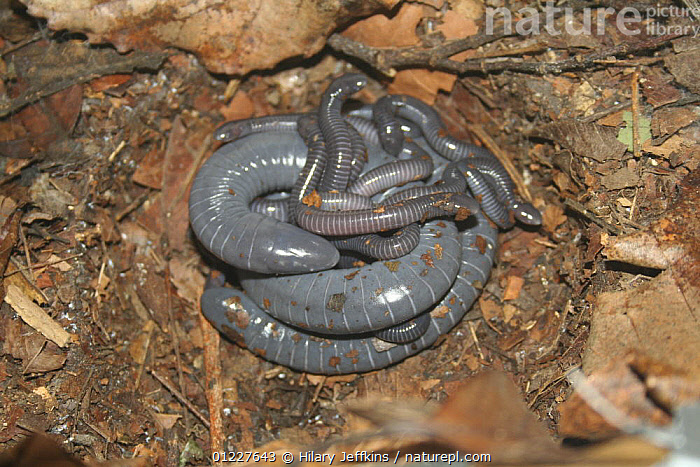 Stock photo of Caeacilian {Siphonops annulatus} female with young, the ...