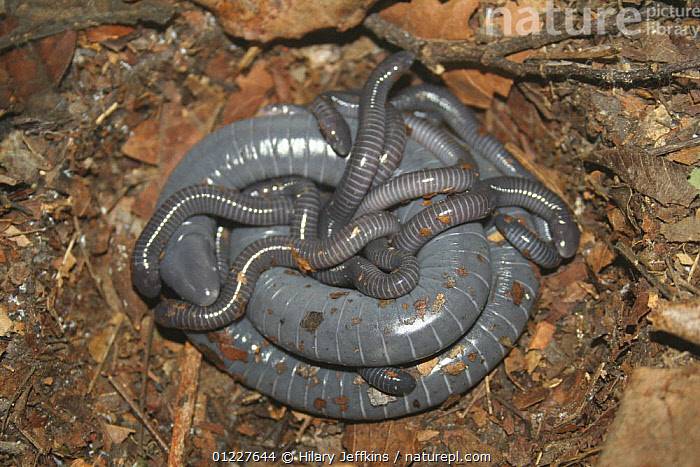 Stock photo of Caeacilian {Siphonops annulatus} female with young, the ...