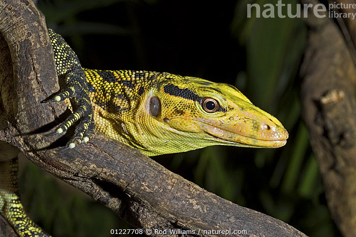 Yellow Water Monitor