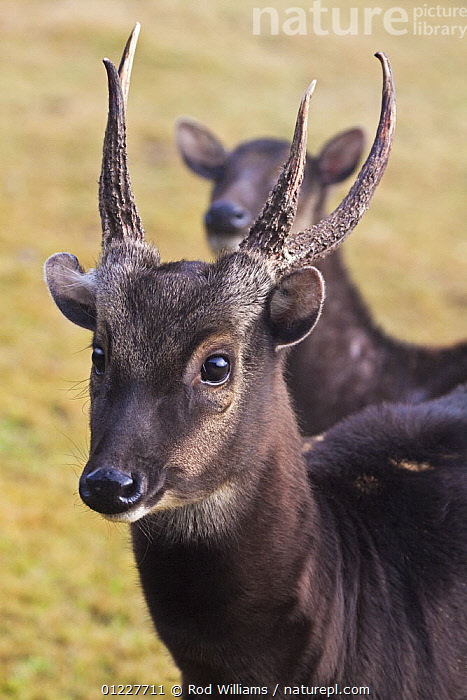 Philippine Deer Species Philippine Spotted Deer (Rusa Alfredi) Quick