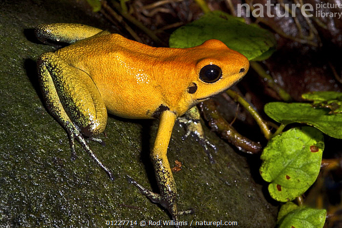 Stock photo of Bi-coloured / Black legged poison dart frog (Phyllobates ...