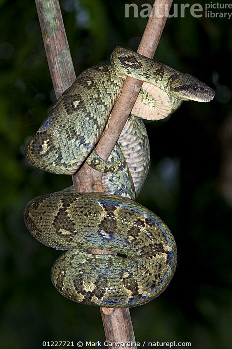 Stock photo of Madagascar boa {Acrantophis madagascariensis} coiled ...