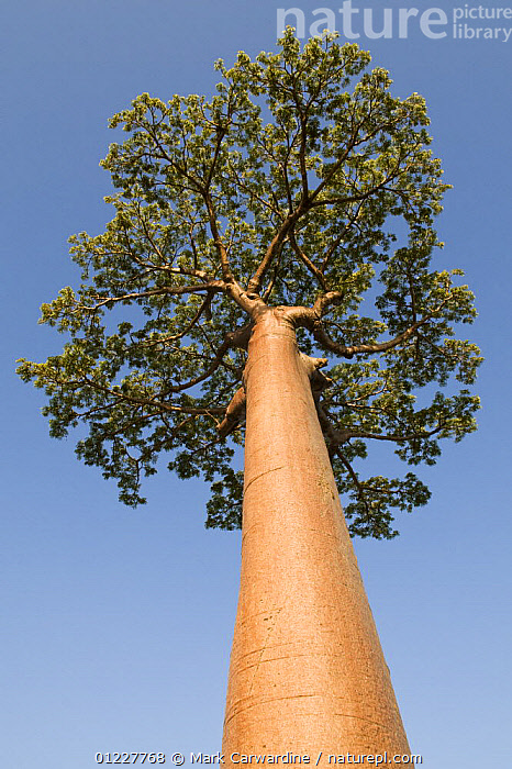 Stock photo of Looking up the trunk of a large Baobab tree {Adansonia ...