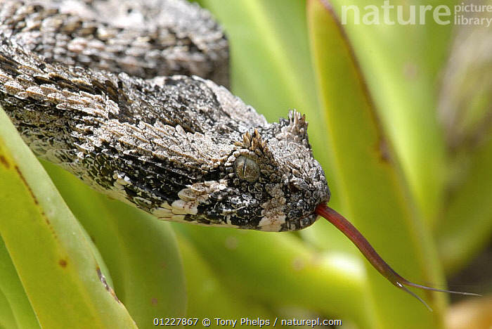 Stock photo of Southern adder (Bitis armata) adult female with tongue ...