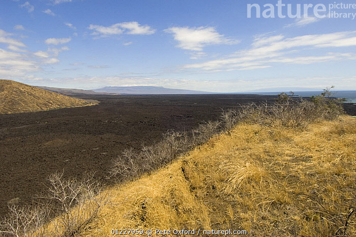 Stock photo of Darwin Volcano Lava Flow, Isabela Island, Galapagos ...