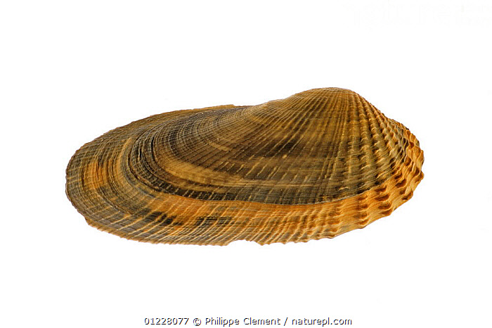 Stock photo of American piddock (Petricola pholadiformis) shell ...