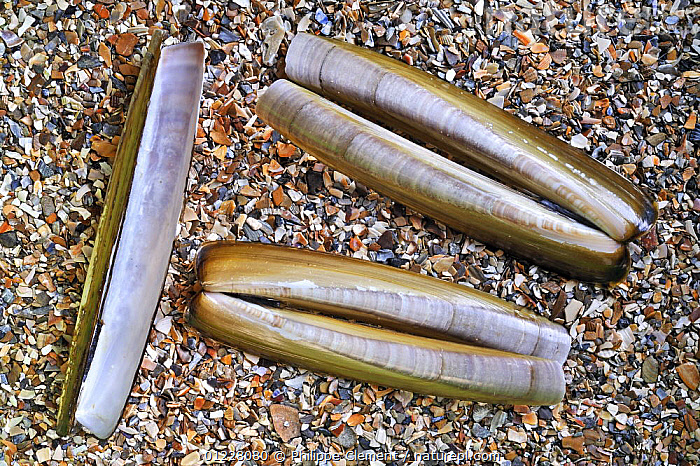 Stock photo of American jackknife / razor clam (Ensis directus ...
