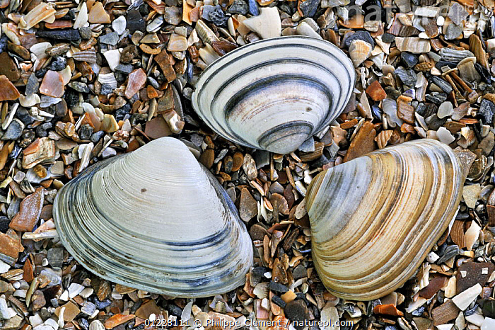 Stock photo of Cut trough shell (Spisula subtruncata) three shells on ...