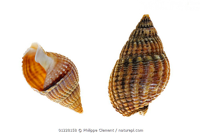 Stock photo of Netted dog whelk (Nassarius reticulatus / Hinia ...