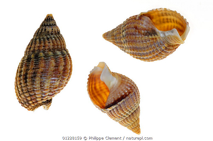Stock photo of Three Netted dog whelk (Nassarius reticulatus / Hinia ...