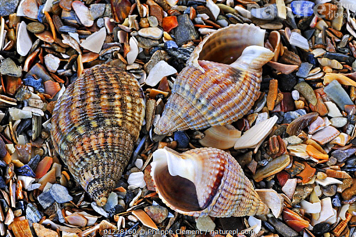 Stock photo of Three Netted dog whelk (Nassarius reticulatus / Hinia ...