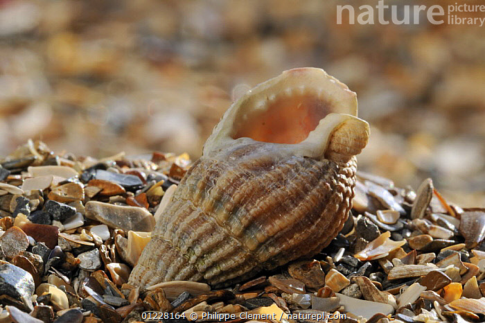 Stock photo of Netted dog whelk (Nassarius reticulatus / Hinia ...
