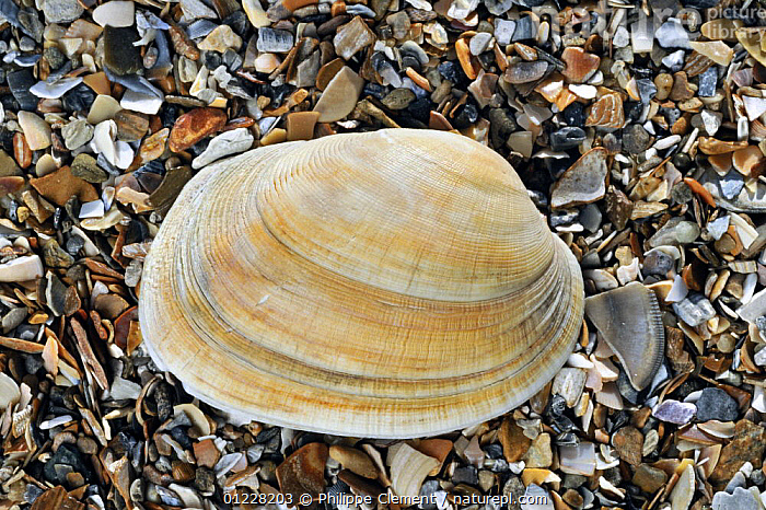 Stock photo of Pullet carpet shell (Venerupis senegalensis) on beach ...