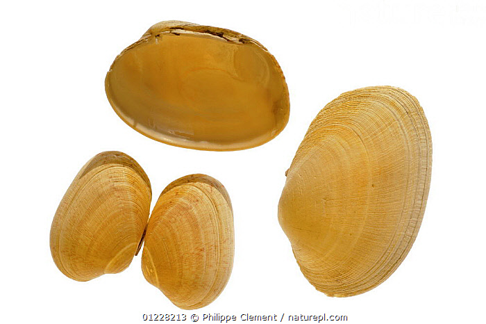 Stock photo of Pullet carpet shell (Venerupis senegalensis) shells ...