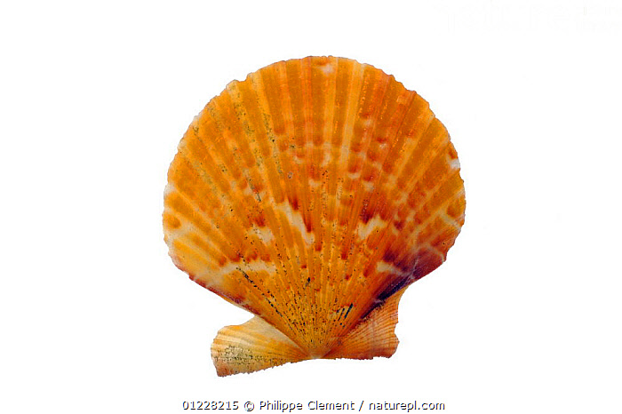 Stock photo of Queen scallop (Aequipecten / Chlamys opercularis) shell ...