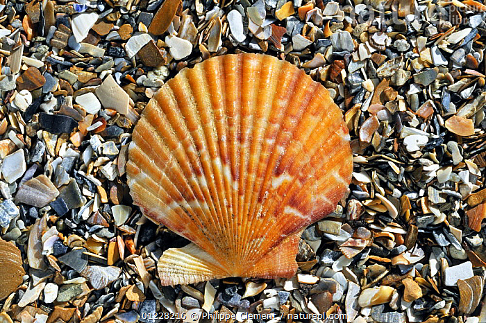 Stock photo of Queen scallop (Aequipecten / Chlamys opercularis) shell ...