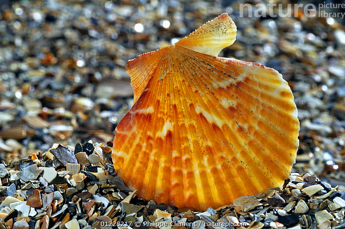 Stock photo of Queen scallop (Aequipecten / Chlamys opercularis) shell ...