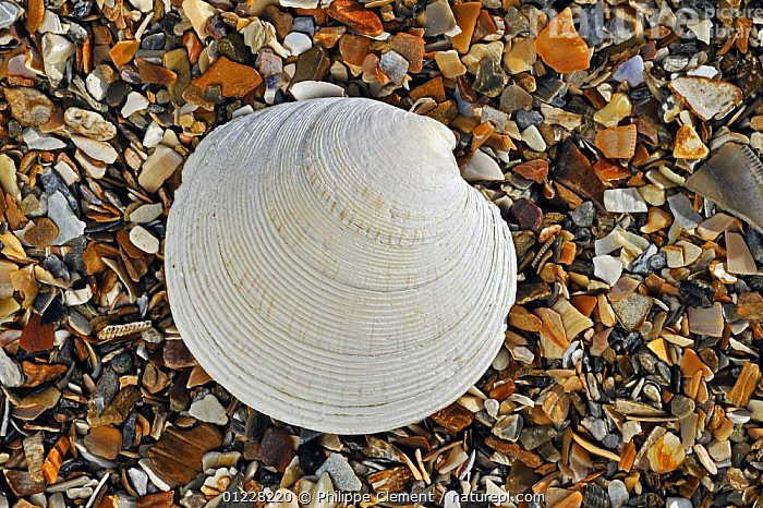 Stock photo of Rayed artemis (Dosinia exoleta) shell on beach, Normandy ...