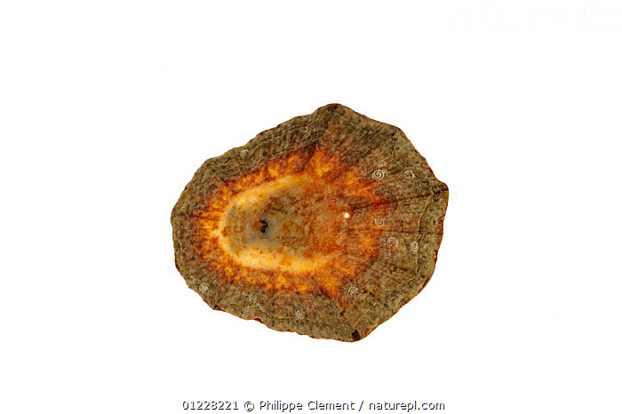 Stock photo of Rayed mediterranean limpet (Patella caerulea) shell ...