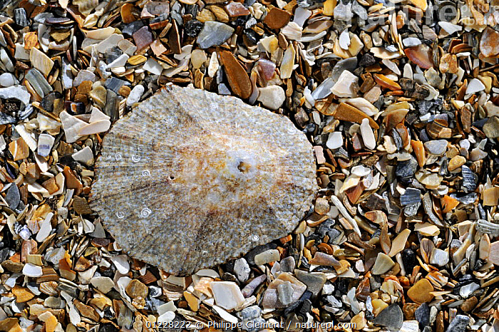 Stock photo of Rayed mediterranean limpet (Patella caerulea) shell on ...