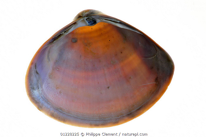 Stock photo of Rayed trough shell (Mactra stultorum cinerea / Mactra ...