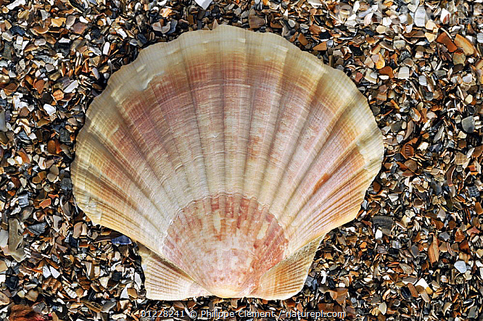 Stock photo of Scallop shell (Pecten jacobaeus) on beach, Normandy ...