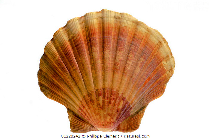 Stock photo of Scallop shell (Pecten jacobaeus), Normandy, France ...