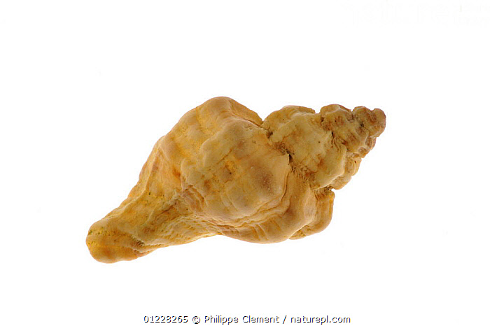 Stock photo of Oyster drill / Sting winkle / Hedgehog murex (Ocenebra ...