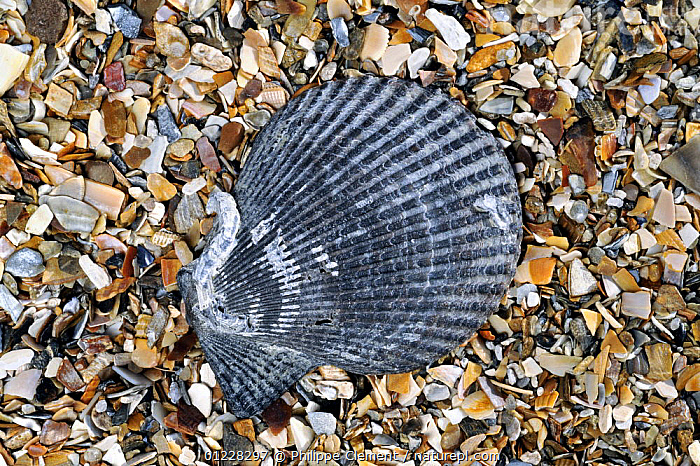 Stock photo of Variegated scallop (Chlamys varia / Mimachlamys varia ...