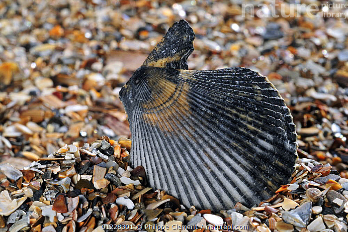 Stock photo of Variegated scallop (Chlamys varia / Mimachlamys varia ...