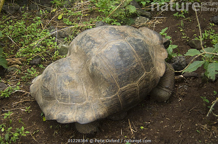 Stock photo of Deformed Galapagos Giant Tortoise (Geochelone ...