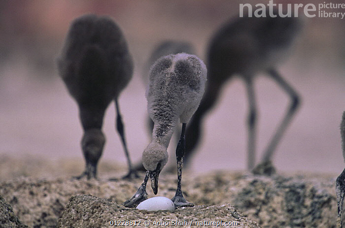 Stock photo of Lesser flamingo {Phoeniconaias minor} chick and egg on ...