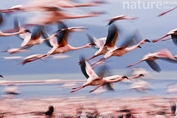 Lesser Flamingo Flock