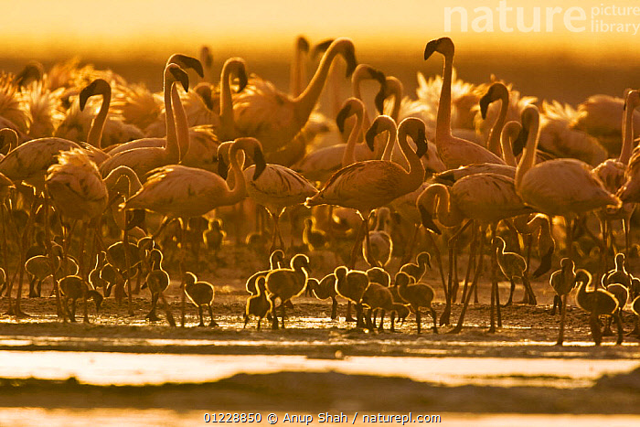 Stock photo of Lesser flamingo {Phoeniconaias minor} adults and chicks ...