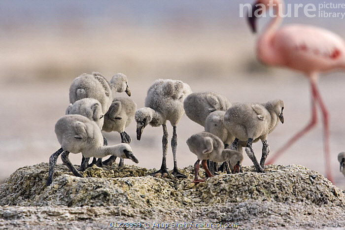 Stock photo of Lesser flamingo {Phoeniconaias minor} group of chicks on ...
