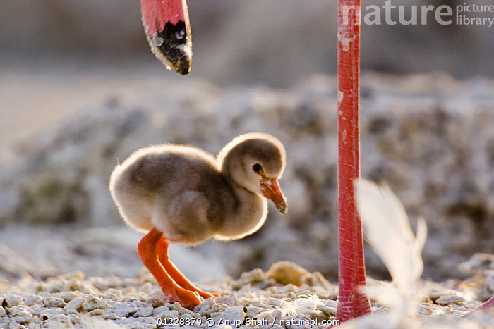 Stock photo of Lesser flamingo {Phoeniconaias minor} chick beside legs ...