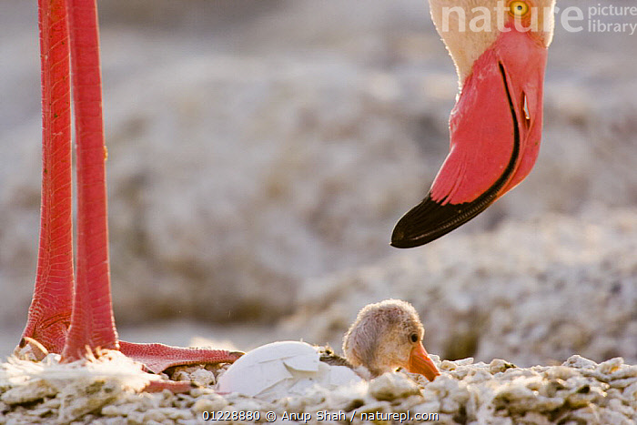 Stock photo of Lesser flamingo {Phoeniconaias minor} adult with chick ...