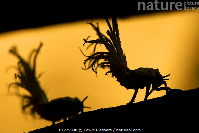 Stock photo of Flatid Leaf-Bug / Leafhopper (Phromnia rosea) nymphs ...